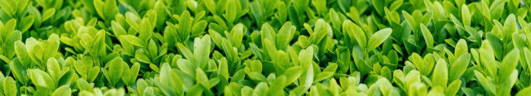 - Productos Summit Agro